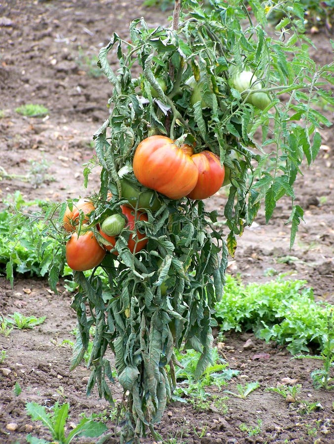 Tomato plan stock photo. Image of rural, fruit, plan - 152252464