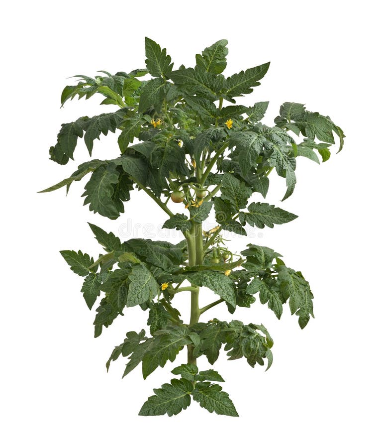 Tomato Plant Png Tomato PNG Download Free & Premium Transparent