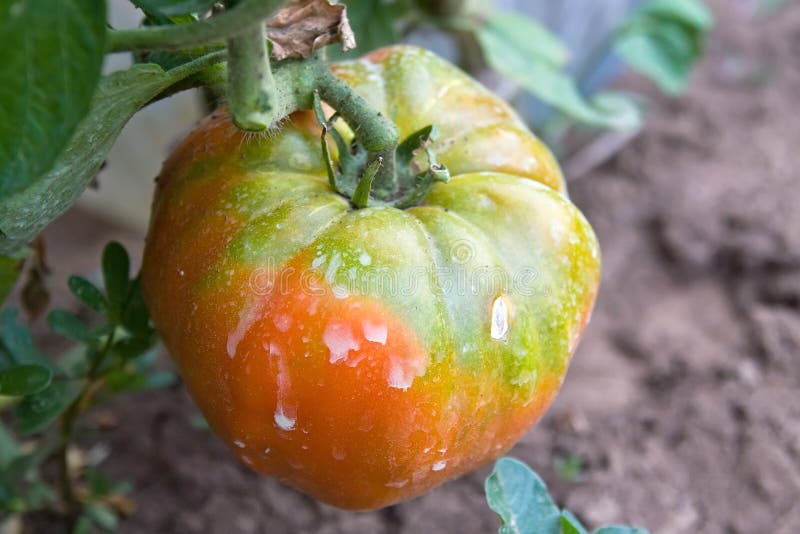 Tomato heart stock image. Image of food, garden, dieting - 8869663