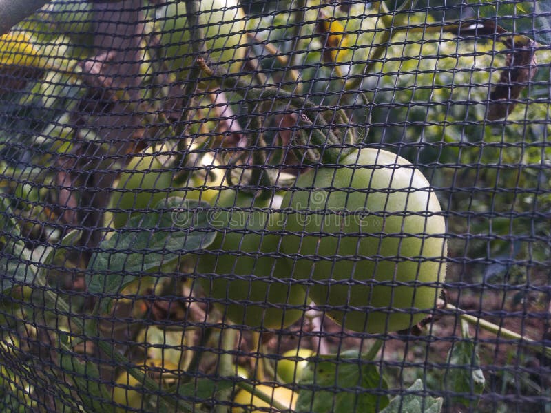 Tomato plant behind net stock photo. Image of fence - 225746278