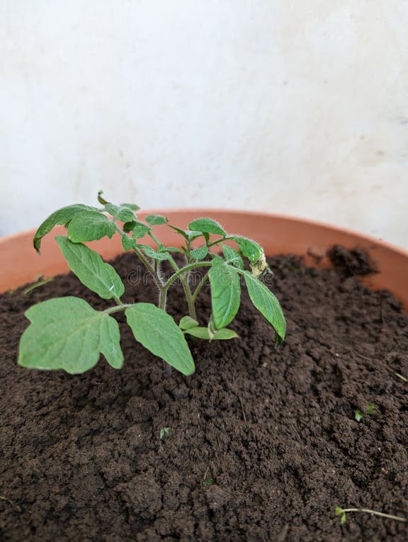 Tomato stock photo. Image of green, click, plant, tomato - 268420552