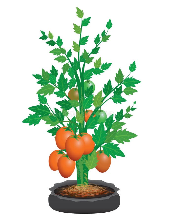 Tomato Plant In Pot Isolated. Healthy Young Tomato Seedlings Potted ...