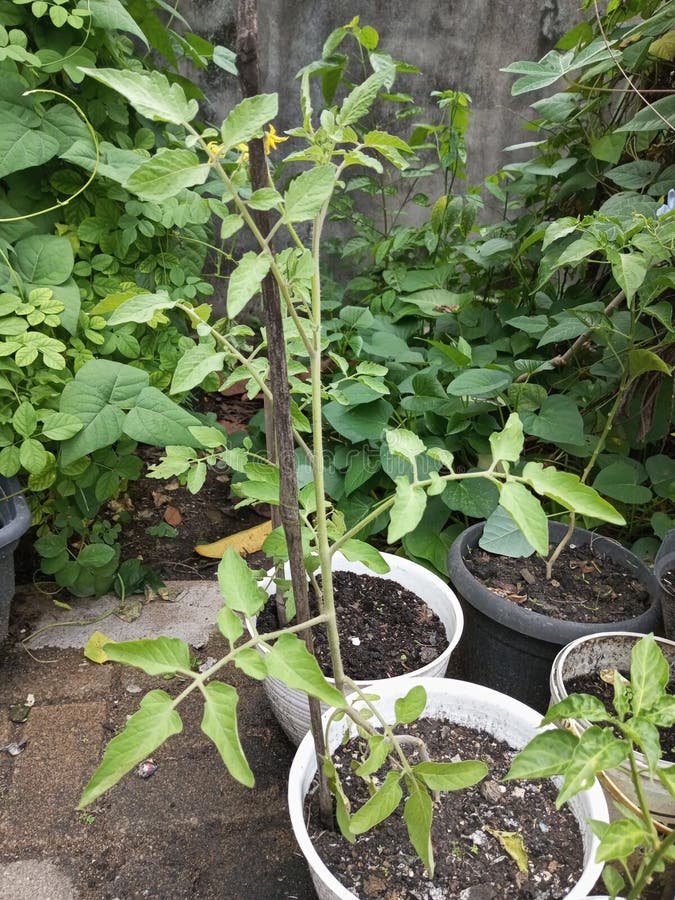 Tomato plant flowering stock photo. Image of vegetable - 365214828