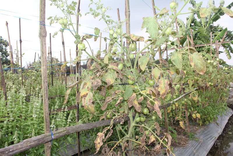 Tomato and the Plant Grow Well Stock Photo - Image of vegetable, shrub ...