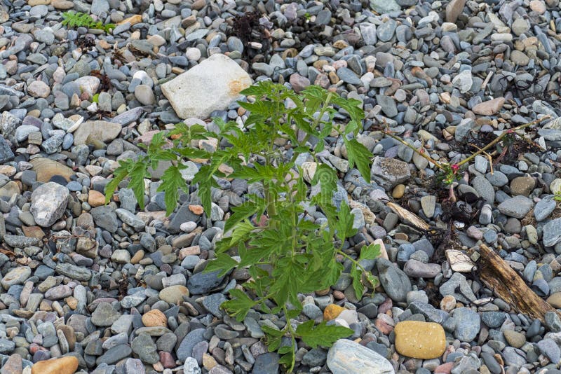 Tomato Plant Grows Wild on the Beach at ORD, Isle of Skye Stock Image ...