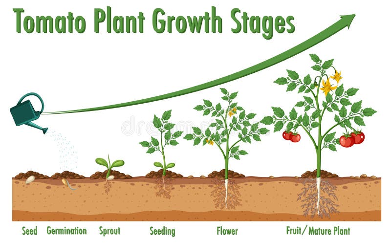 Tomato Plant Growth Stages stock vector. Illustration of biological ...