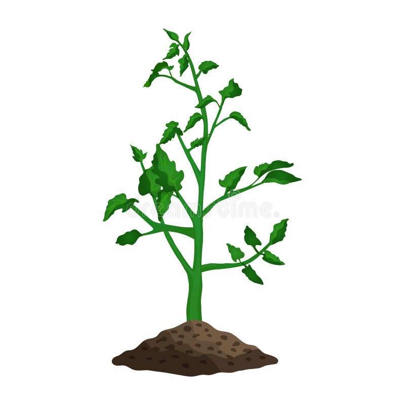 Tomato Plant Illustration stock vector. Illustration of branch - 238786006