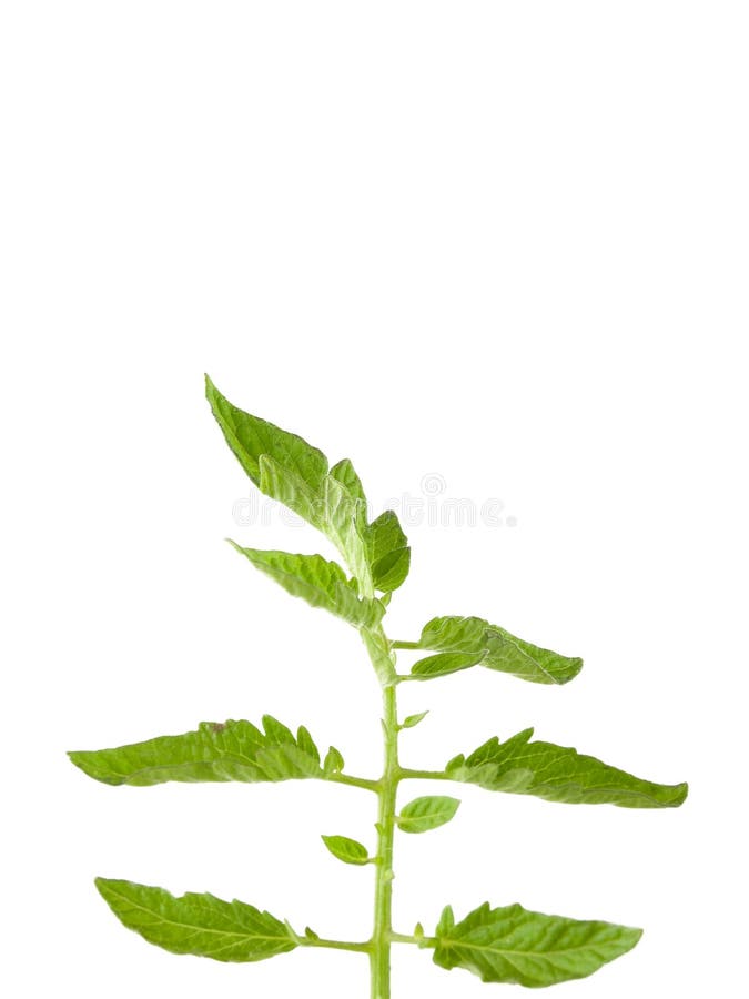 Tomato Plant Leaves stock photo. Image of stem, studio - 10038920