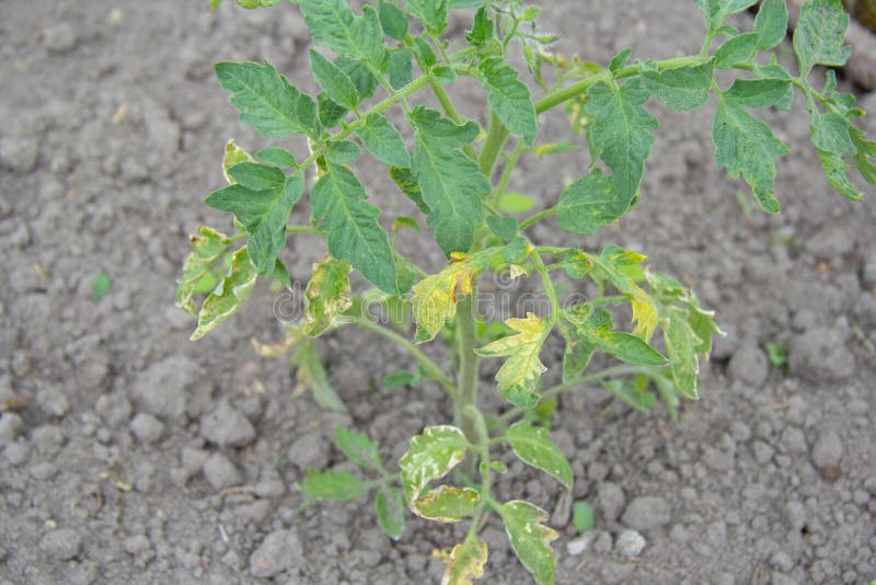 Tomato Plant with Leaves Damaged by the Disease. Blight Stock Image ...