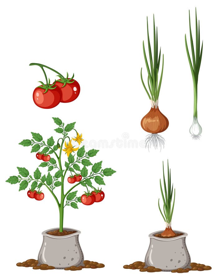 Onion Collection Isolated on White Background 3D Illustration Stock ...
