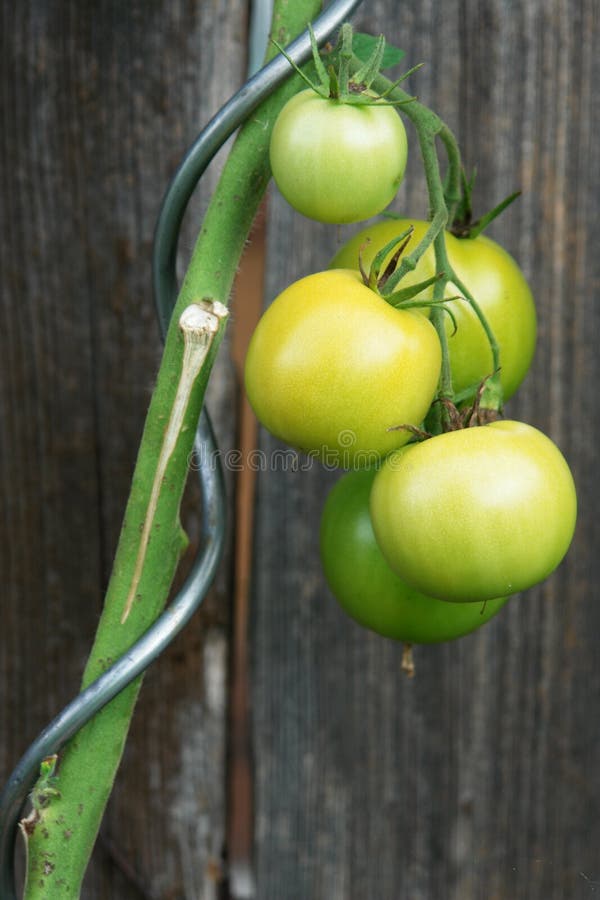 Tomato plant outside stock photo. Image of fresh, fruit - 29601036