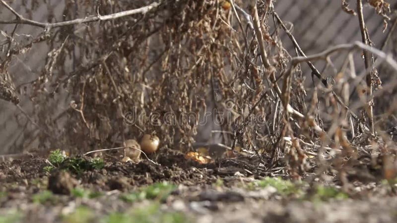 Tomato Plant Pull Out Slow Motion Stock Video - Video of gardening ...