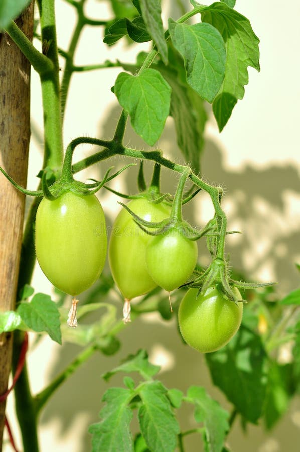 Tomato plant ripe on tree stock image. Image of greenhouse - 77333847