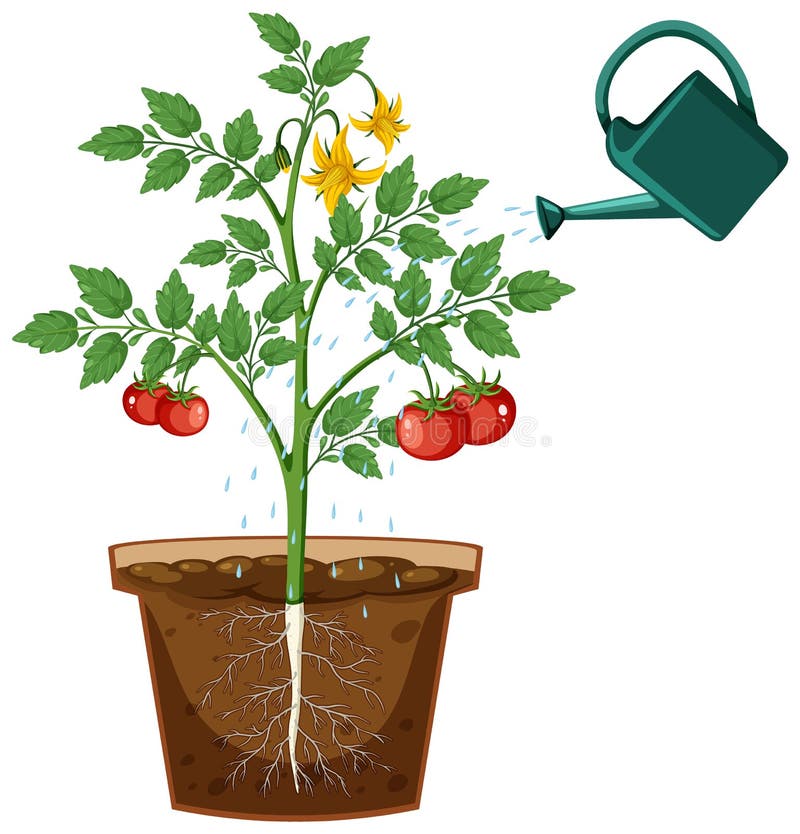 Tomato Plant Root in Pot Vector Stock Vector - Illustration of artistic ...
