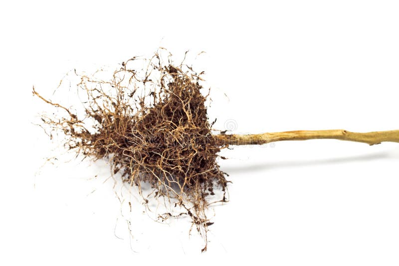 Tomato Plant Roots Close Up Stock Photo - Image of start, protection ...