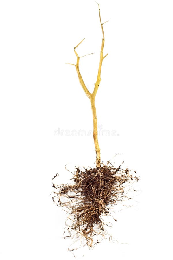 Plant with roots stock photo. Image of conservation, seeding - 28758470