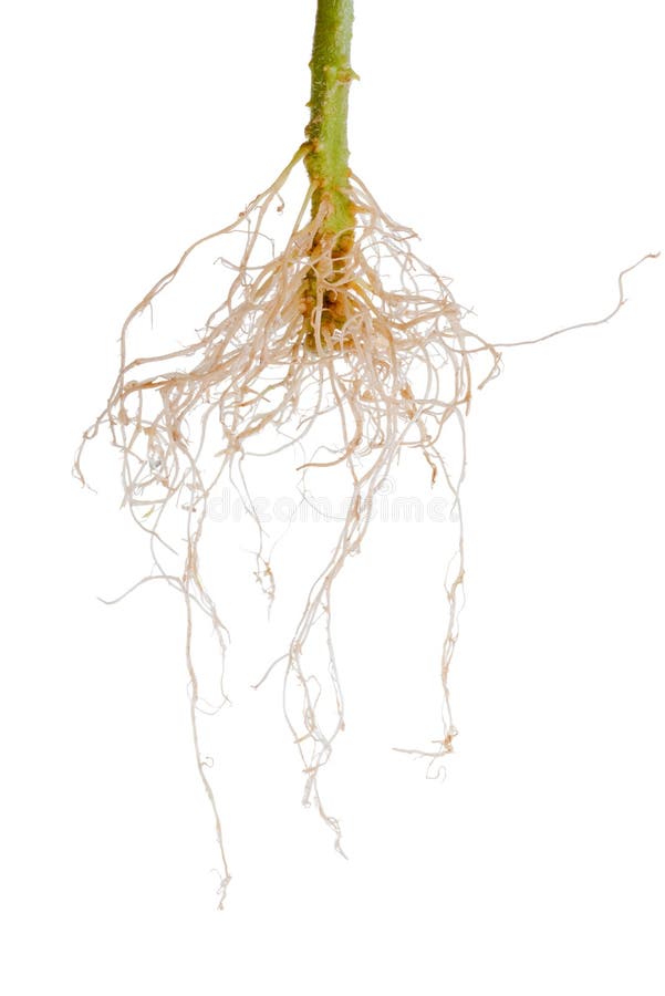 Young Coffee Plant with Exposed Roots in Soil Stock Photo - Image of ...