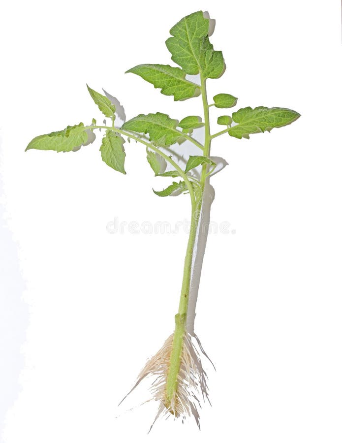 1,536 Tomato Roots Stock Photos - Free & Royalty-Free Stock Photos from ...