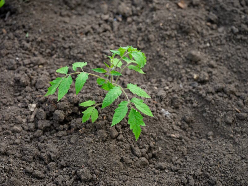 Tomato Plant Seedling Planted in Soil Stock Photo - Image of plant ...