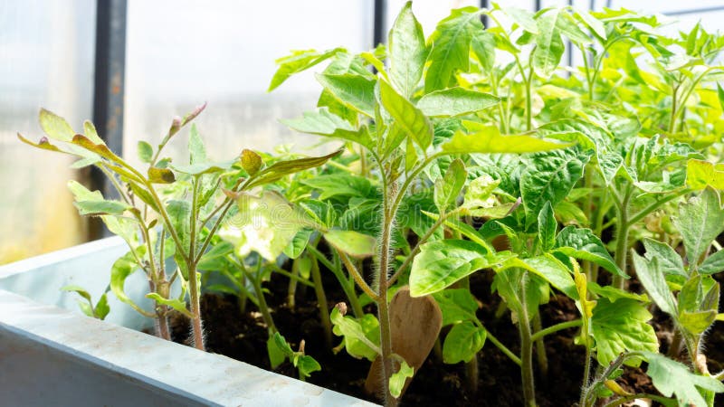 A Tomato Plant That Is Wilting Because It Was Planted Too Early It Has Withered From Cold