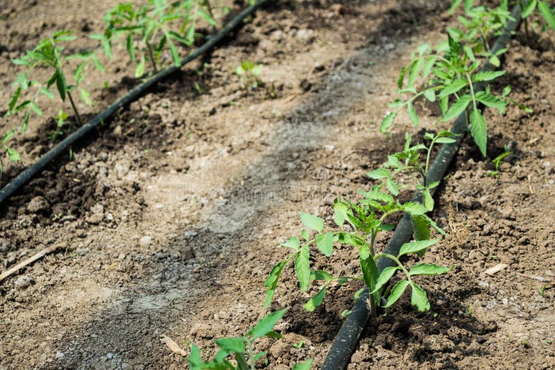 Tomato Plants And Drip Irrigation System Stock Photo - Image of drop ...