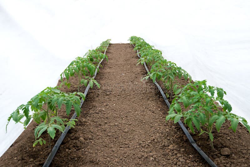 Drip Irrigation System For Tomatoes