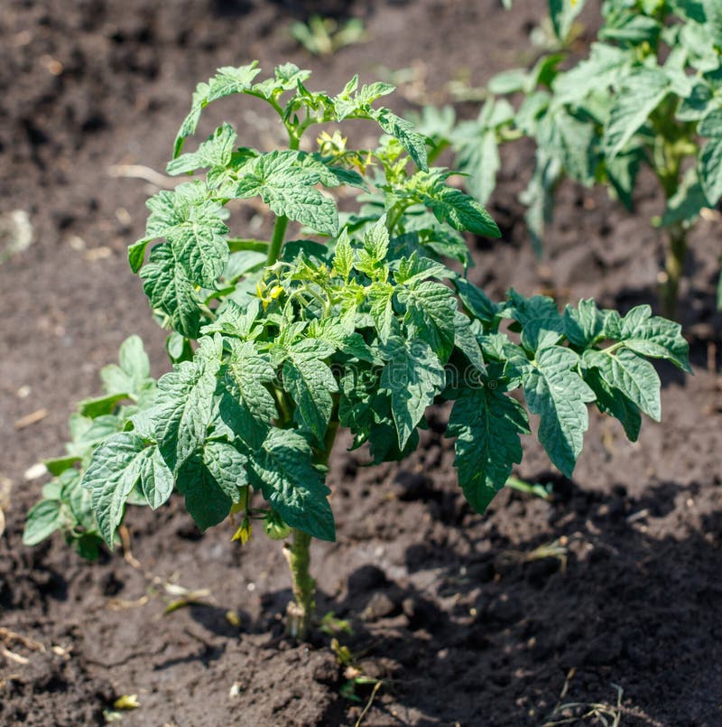 Tomato Plants in the Ground in the Garden Stock Image - Image of nature ...