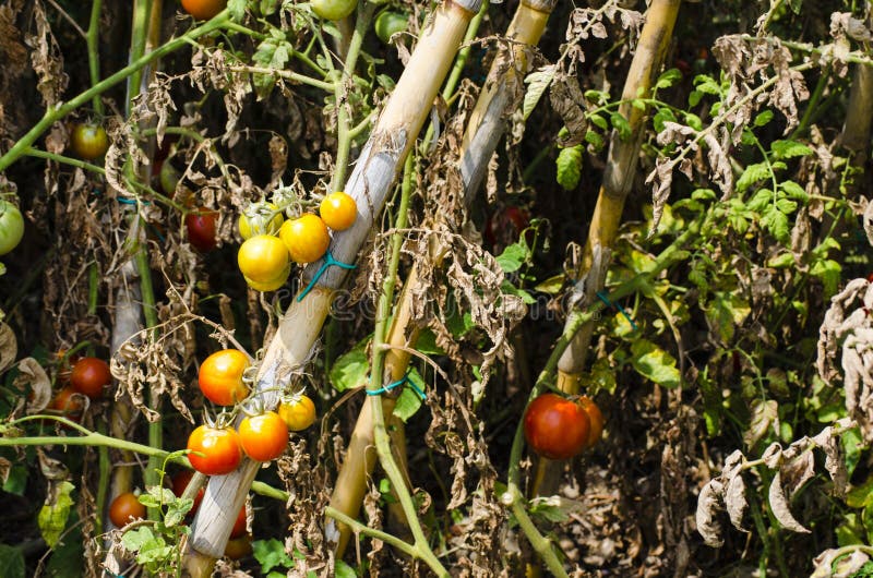 Tomato plants in Italy stock photo. Image of gourmet - 58449524
