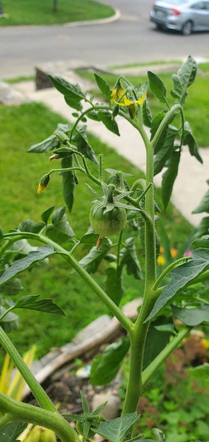Tomato plants in Ohio stock image. Image of tomato, food - 226271445