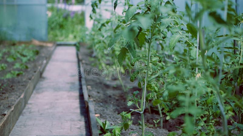 Tomato Plants in the Process of Growth in the Greenhouse. Stock Footage ...