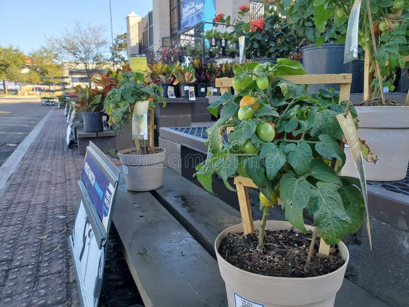 Tomato Plants at Storefront Editorial Photo - Image of city, tomato ...