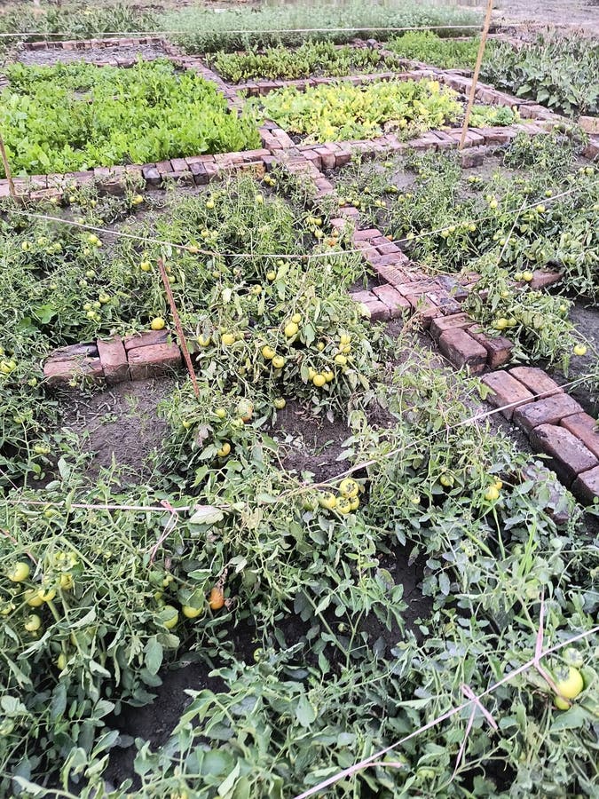 Tomato Plants in Vegetable Farming in a Small Farm Stock Photo - Image ...