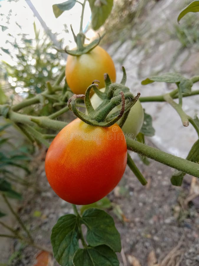 Tomato is Popular Fruit Vegetable in the World Stock Image - Image of ...