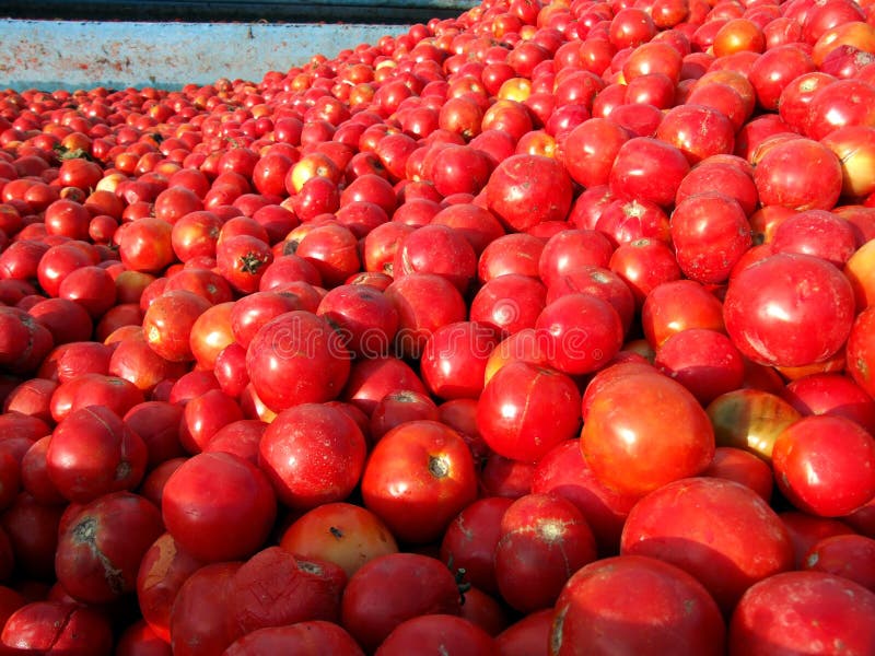 Tomato processing stock image. Image of eating, farm - 18472271