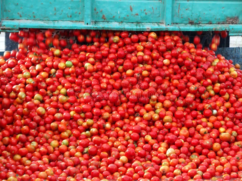 Tomato processing stock image. Image of eating, farm - 18472271