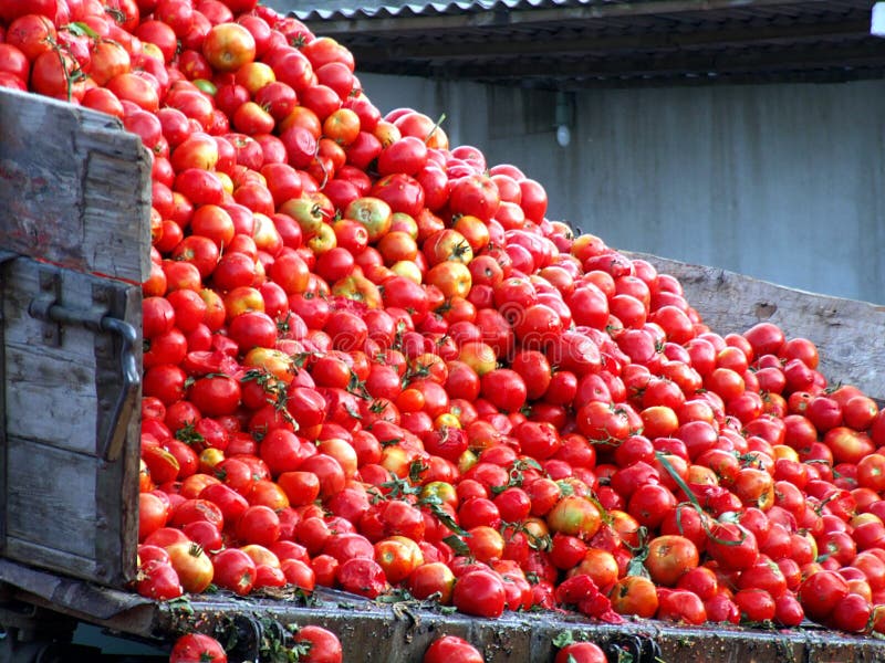 Tomato processing stock image. Image of eating, farm - 18472271