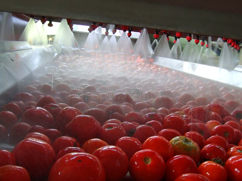 Tomato processing editorial photo. Image of delicious - 86005416