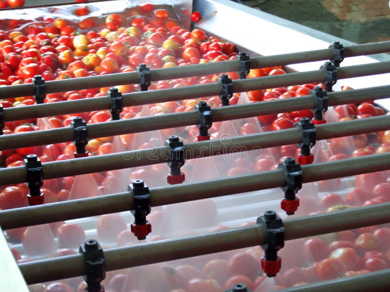 Tomato processing stock photo. Image of ketchup, treat - 86005462