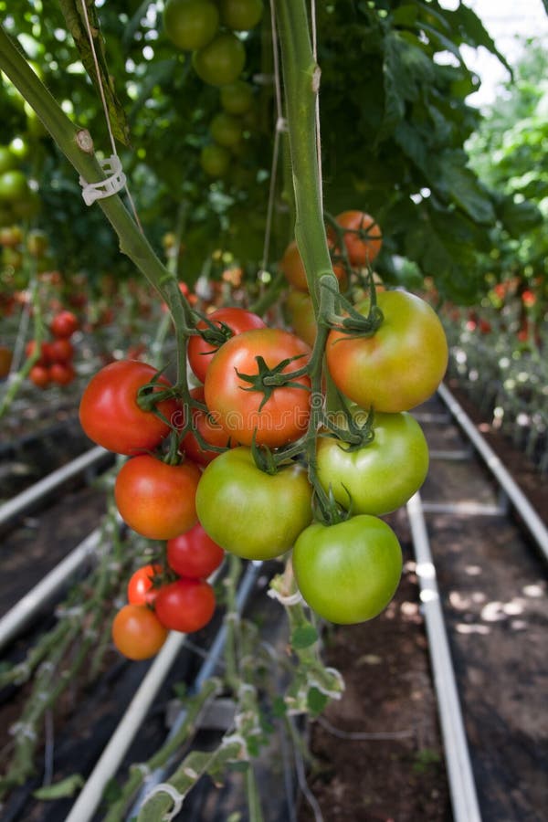 Tomato production stock image. Image of greenhouse, modern - 24449819