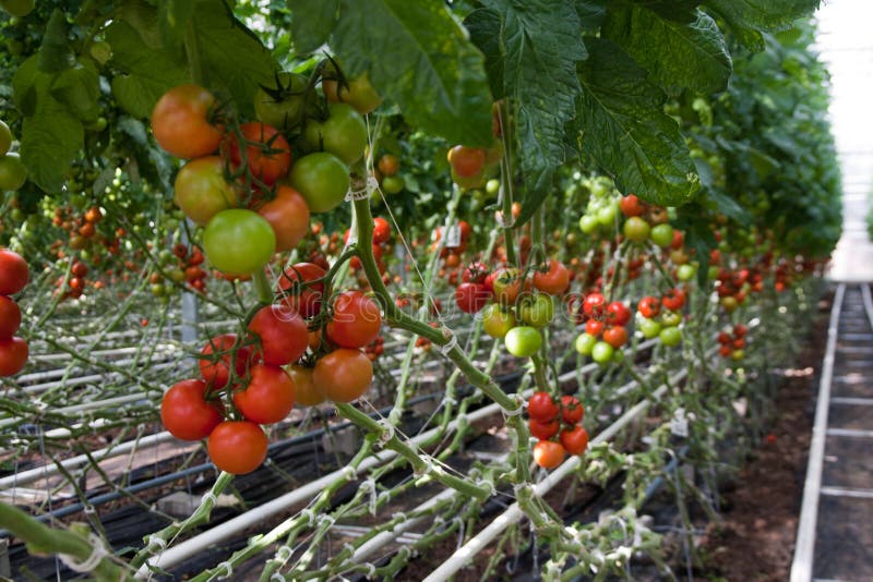 Tomato production stock image. Image of greenhouse, modern - 24449819