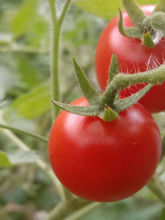Tomato rampai in indonesia stock image. Image of citrus - 267575253