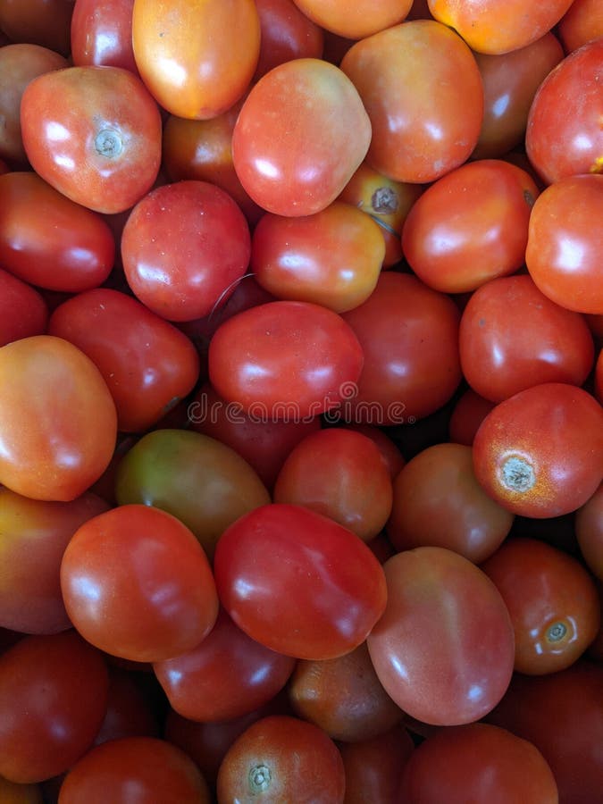 Tomato Red in Colour and Fresh Stock Photo - Image of plant, strawberry ...