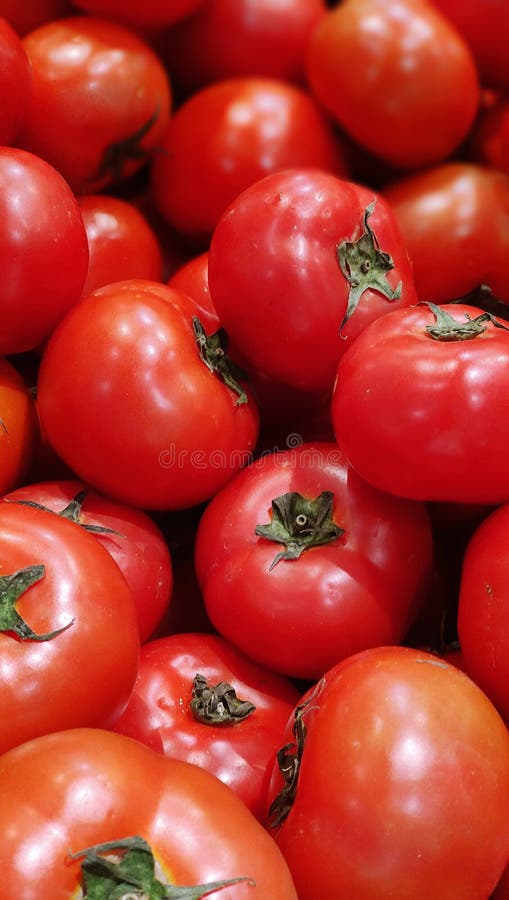 Tomato, Red Tomato , Fresh Tomato, Tomato Fruit,vegetable Editorial ...