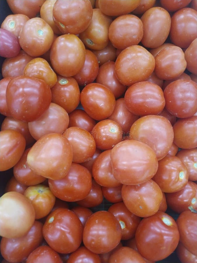Tomato Red Group Fresh Round Stock Photo - Image of apple, tree: 181647314