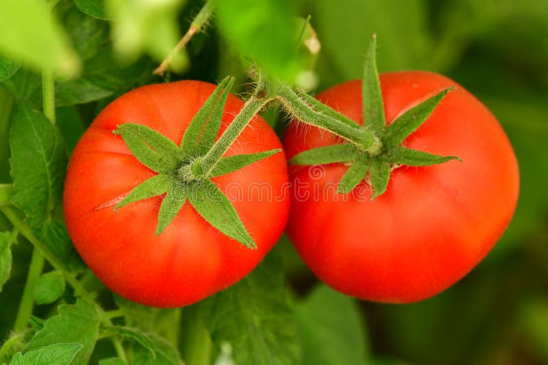 Tomato, Ripe Fruit on a Plant Stock Image - Image of tomato, plant ...