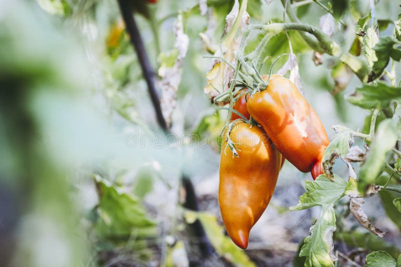 Tomato Ripening on the Plan in the Garden Stock Photo - Image of farm ...