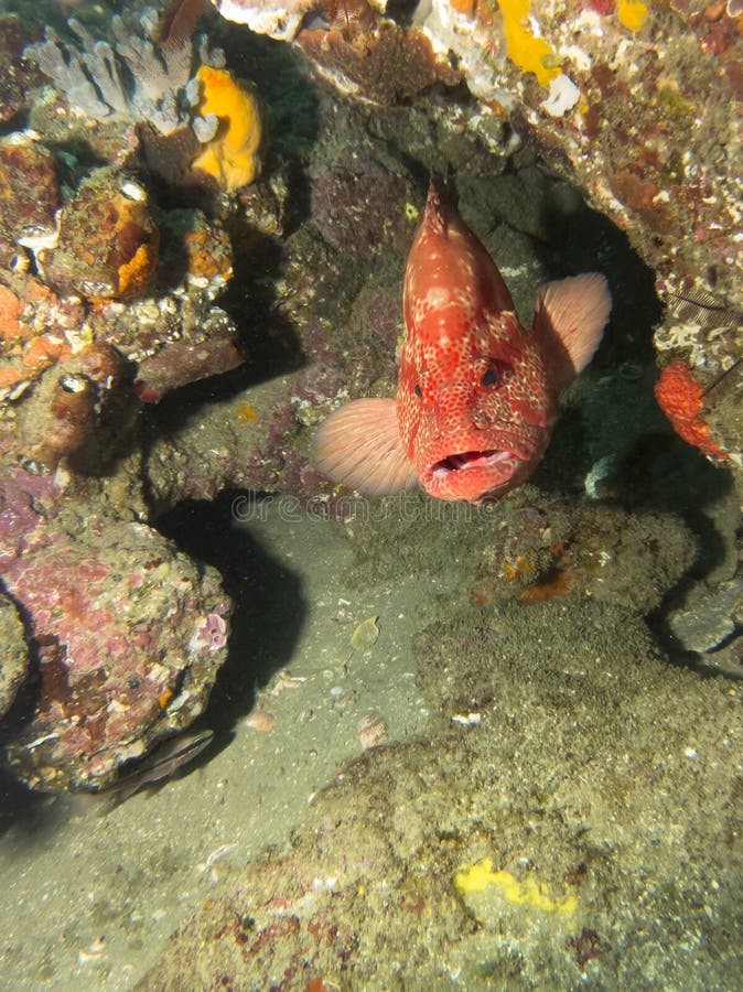Tomato Rock Cod (grouper) stock image. Image of tree - 17886127