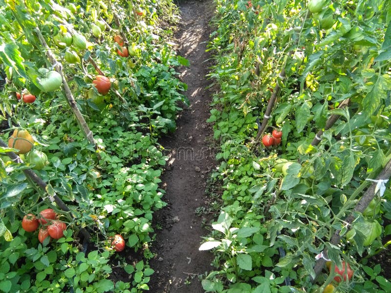 Tomato row stock image. Image of homemade, vegetables - 77034877