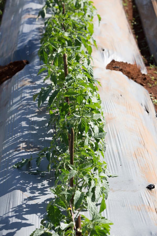 Tomato row stock photo. Image of potato, growing, farm - 67303720