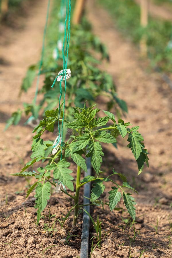 Tomato Rows in a Greenhouse Stock Image - Image of growing, farming ...